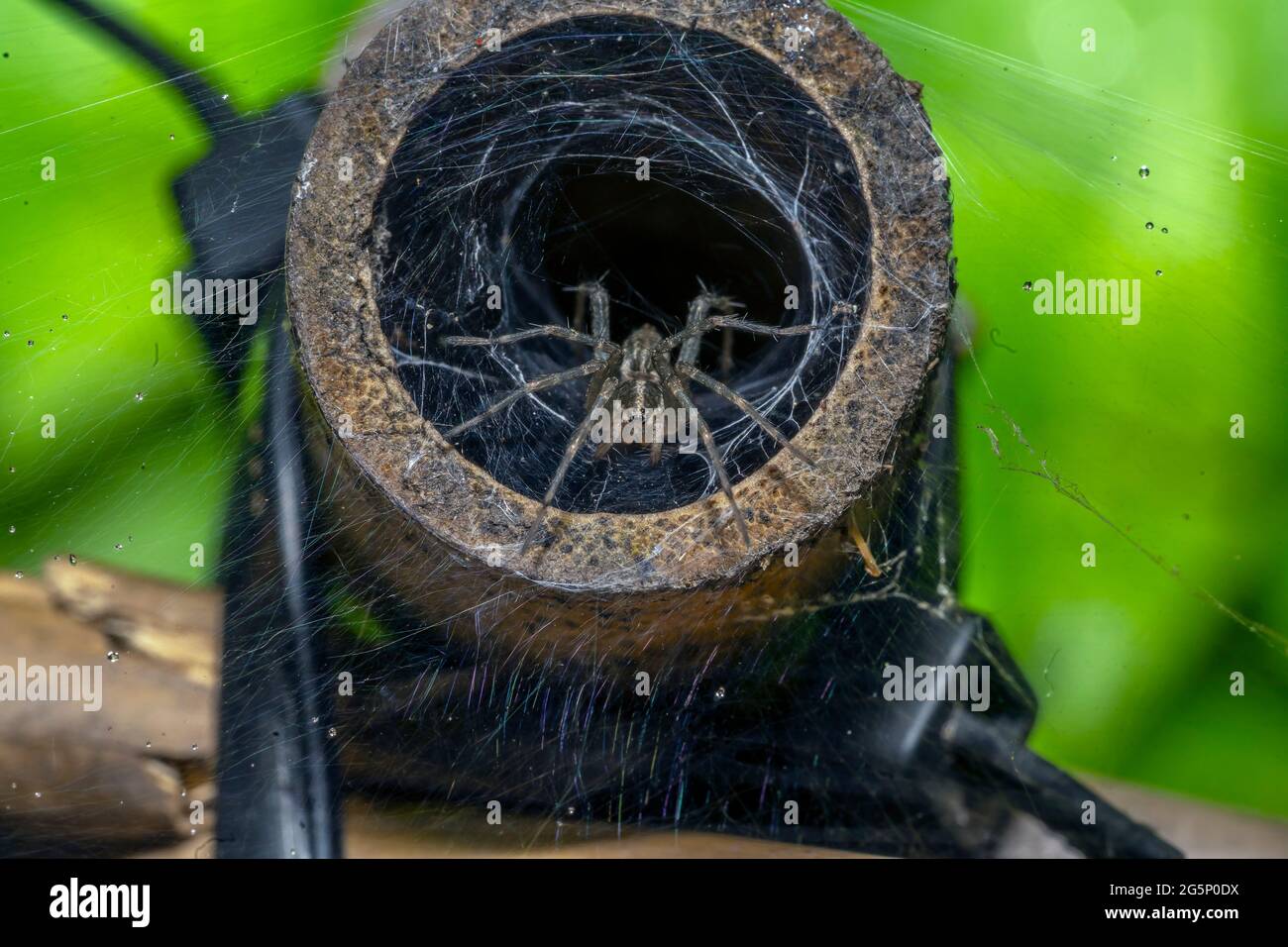 Hololena curta, commonly known as corner funnel weaver or funnel web ...