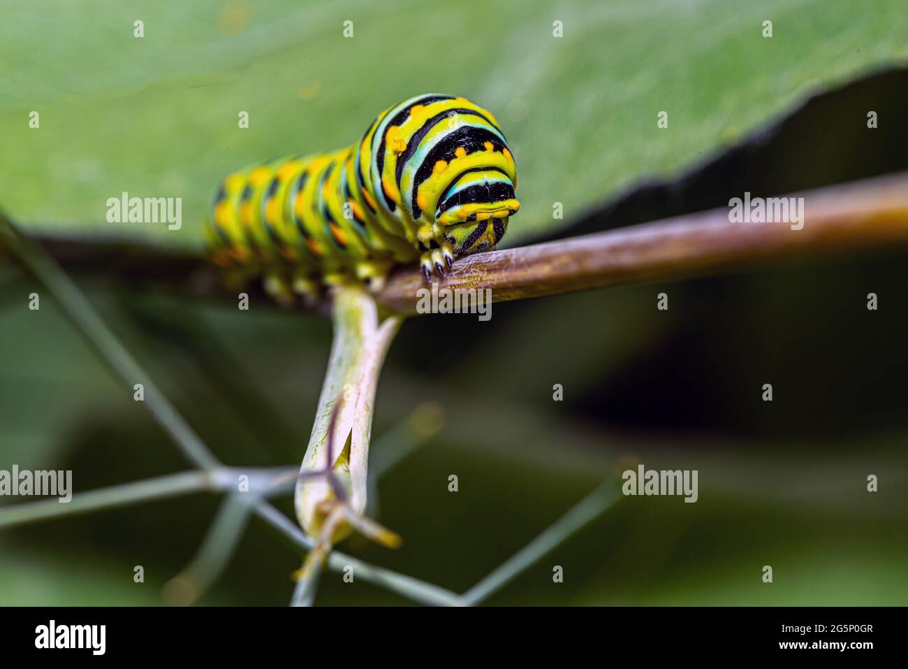 Caterpillars are the larval stage of members of the order Lepidoptera ...