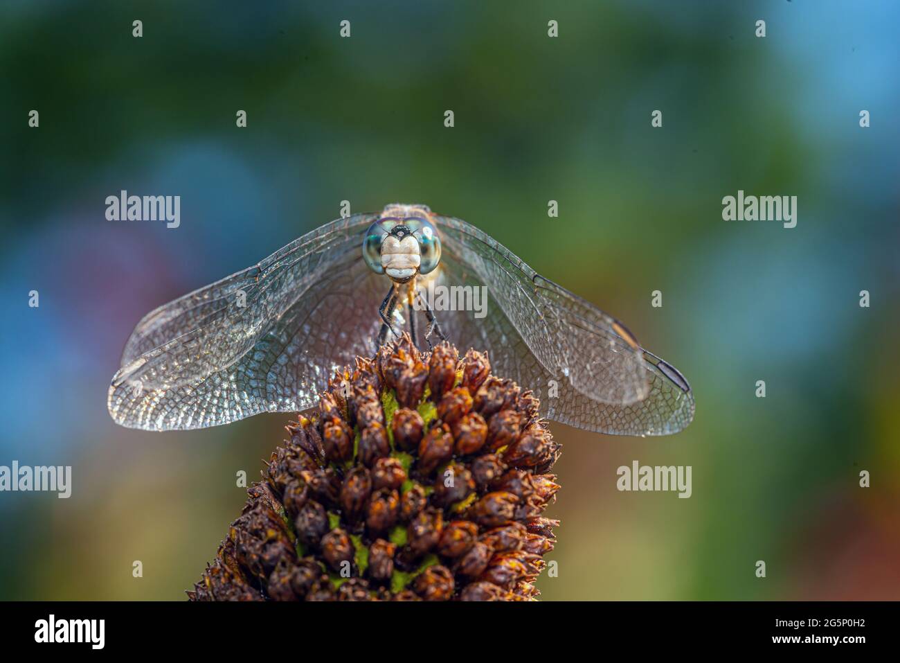 Dragonfly is an insect belonging to the order Odonata, infraorder ...