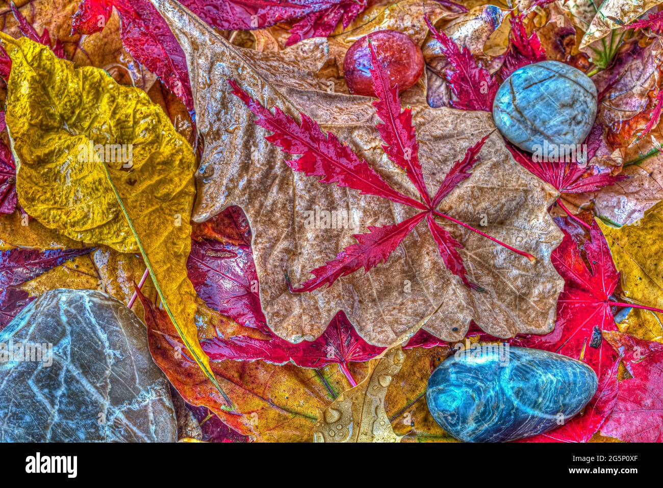 Autumn fall foliage in forest Stock Photo - Alamy