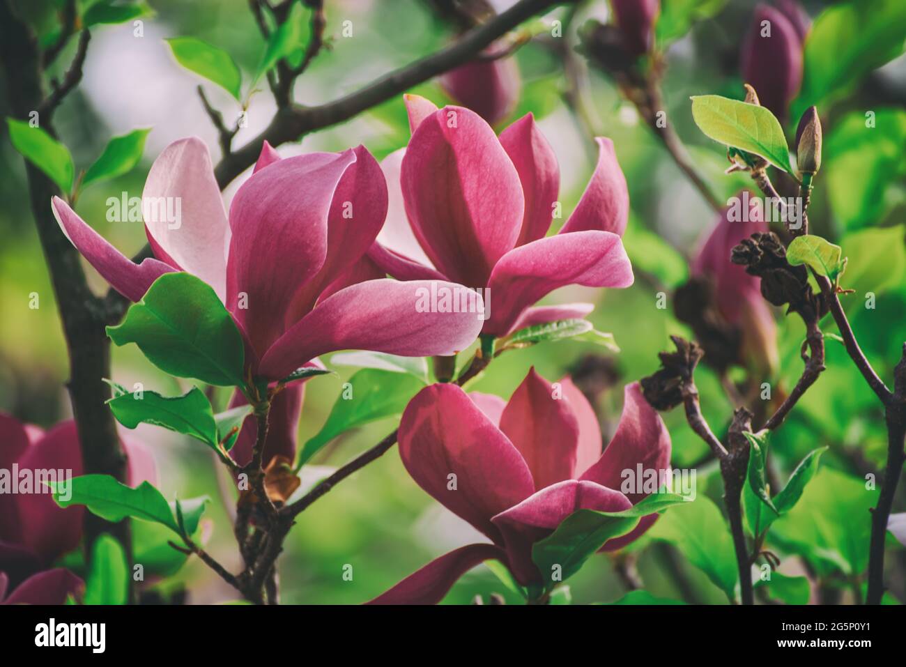 Magnolia spring flowers Stock Photo - Alamy