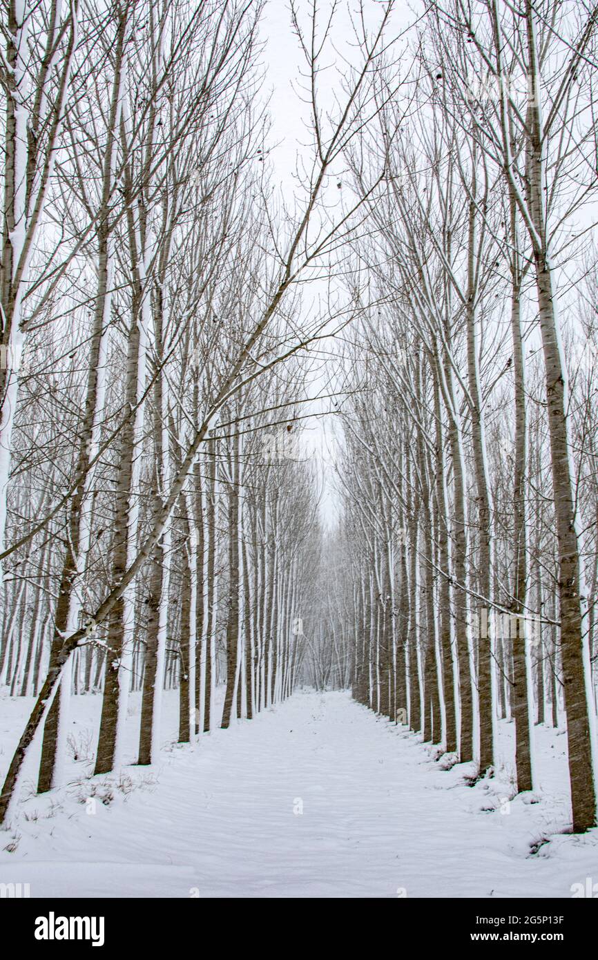 The presence of branched trees full of snows side by side during winter ...