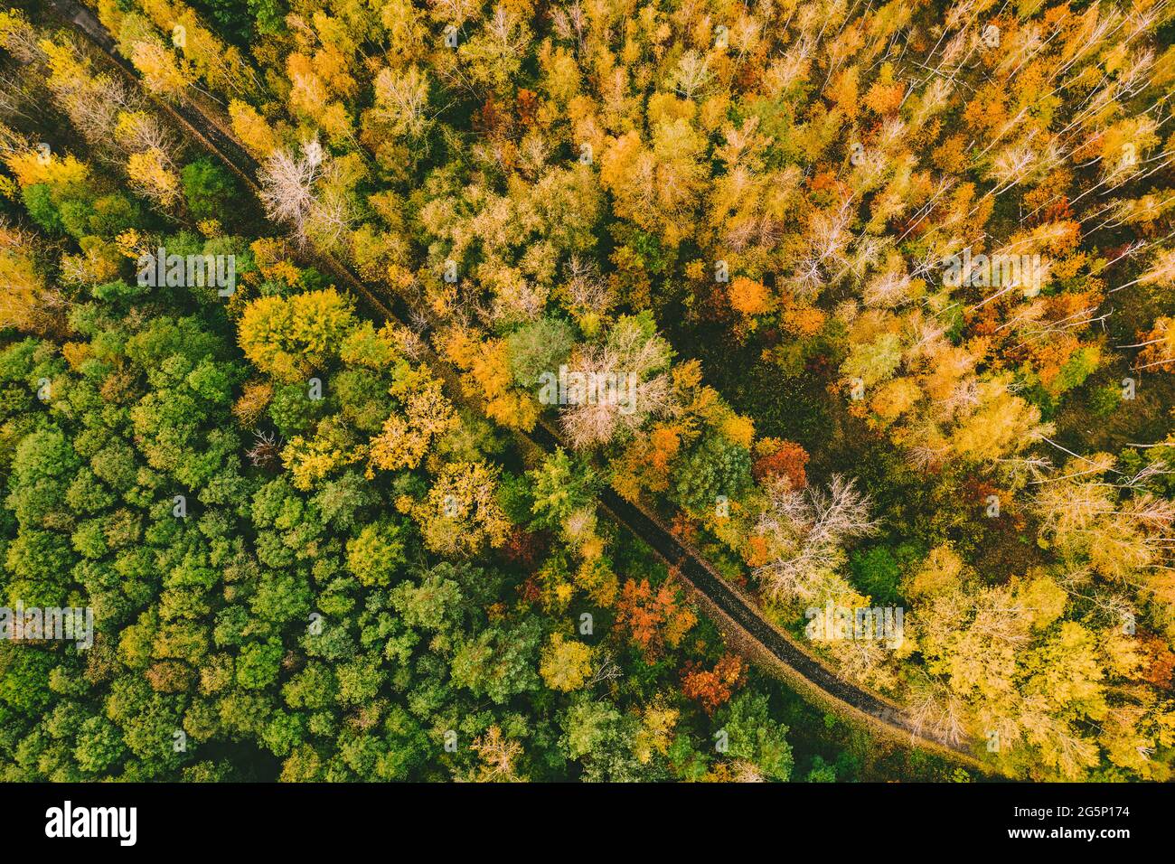 Autumn forest from above Stock Photo - Alamy