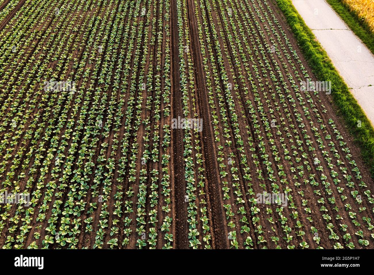 Aerial view cabbage crops on field Stock Photo - Alamy