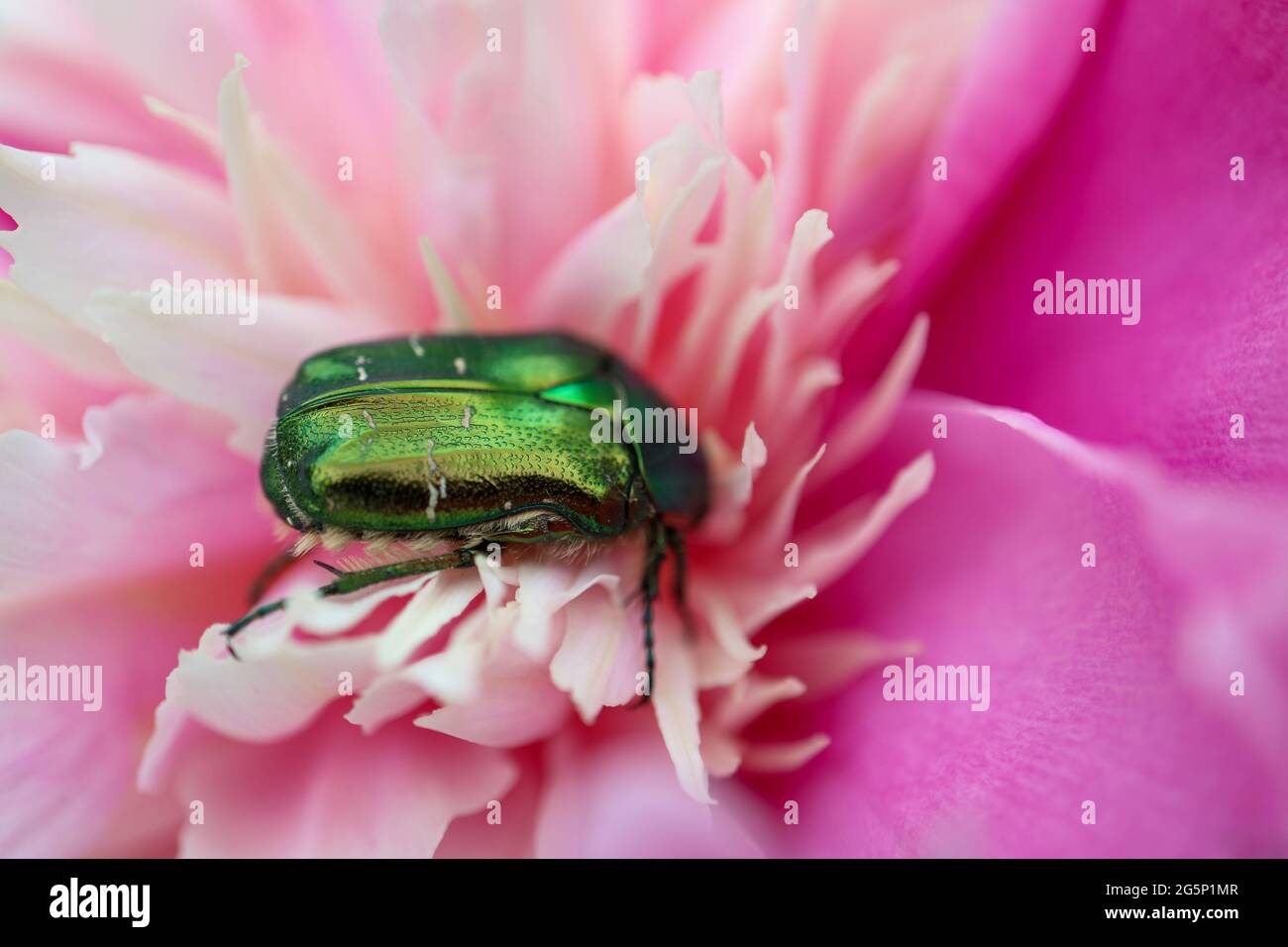 Green beetle Cetonia Aurata on pink peony in the garden , green beetle ...