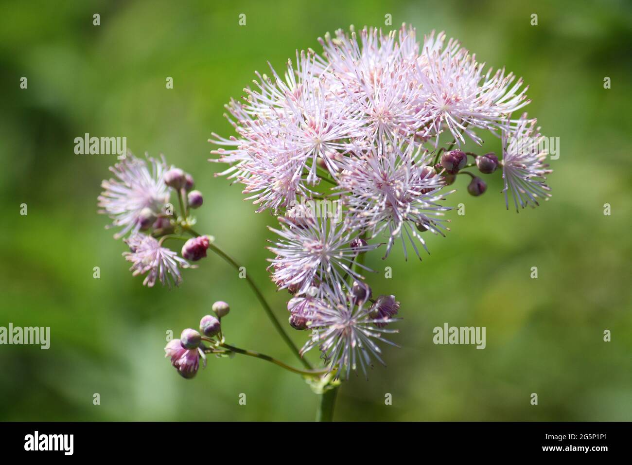 Close-up of Columbine meadow-rue or French meadow-rue (Thalictrum ...