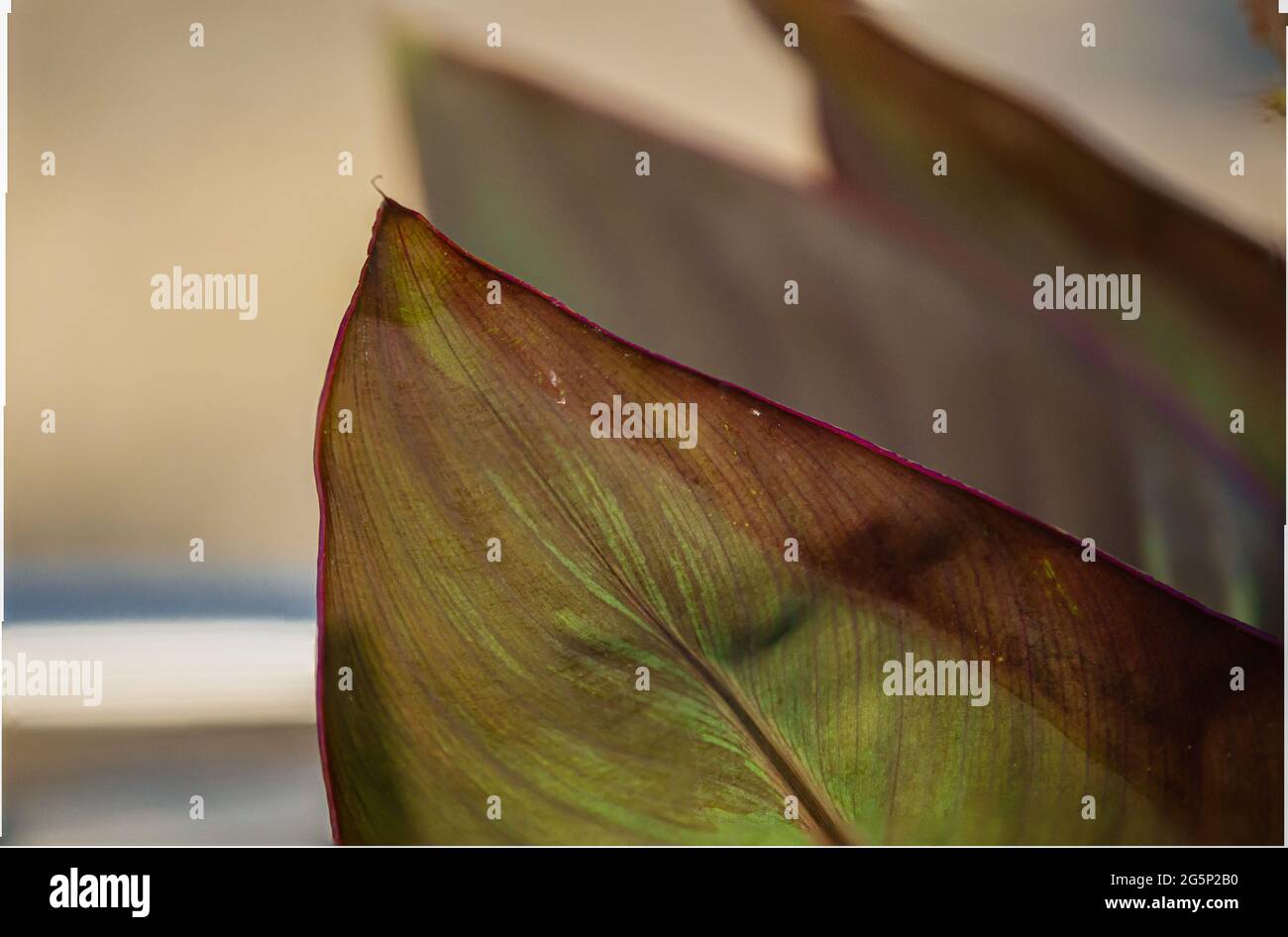 large fibrous leaves of a red canna plant with the sun shining through ...