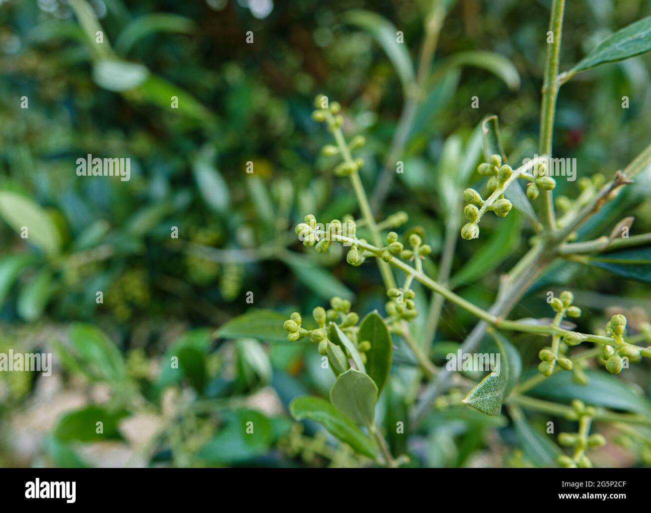 close up macro of first flower buds on a summer olive tree Stock Photo ...