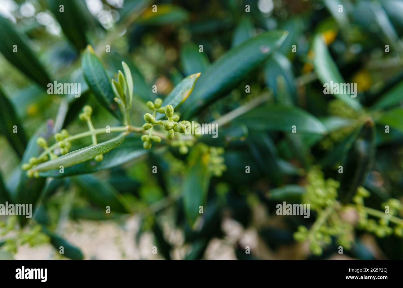close up macro of first flower buds on a summer olive tree Stock Photo ...