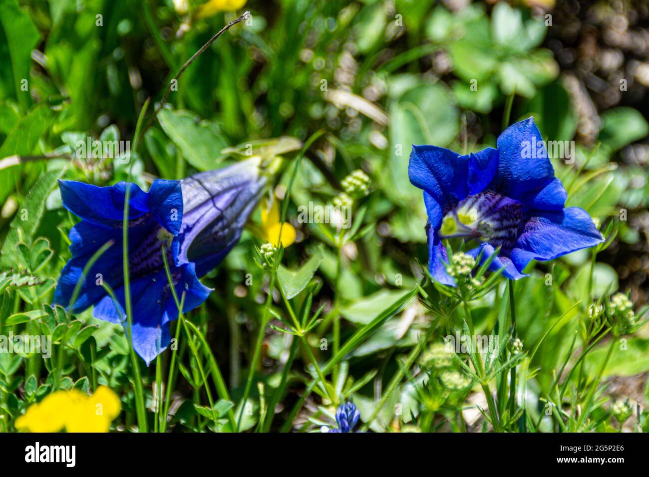 Stemless white flowers hi-res stock photography and images - Alamy