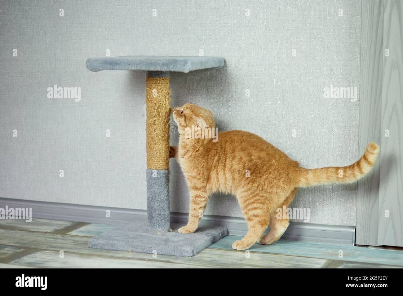 Cute funny British cat play near cat scratcher on living room during ...