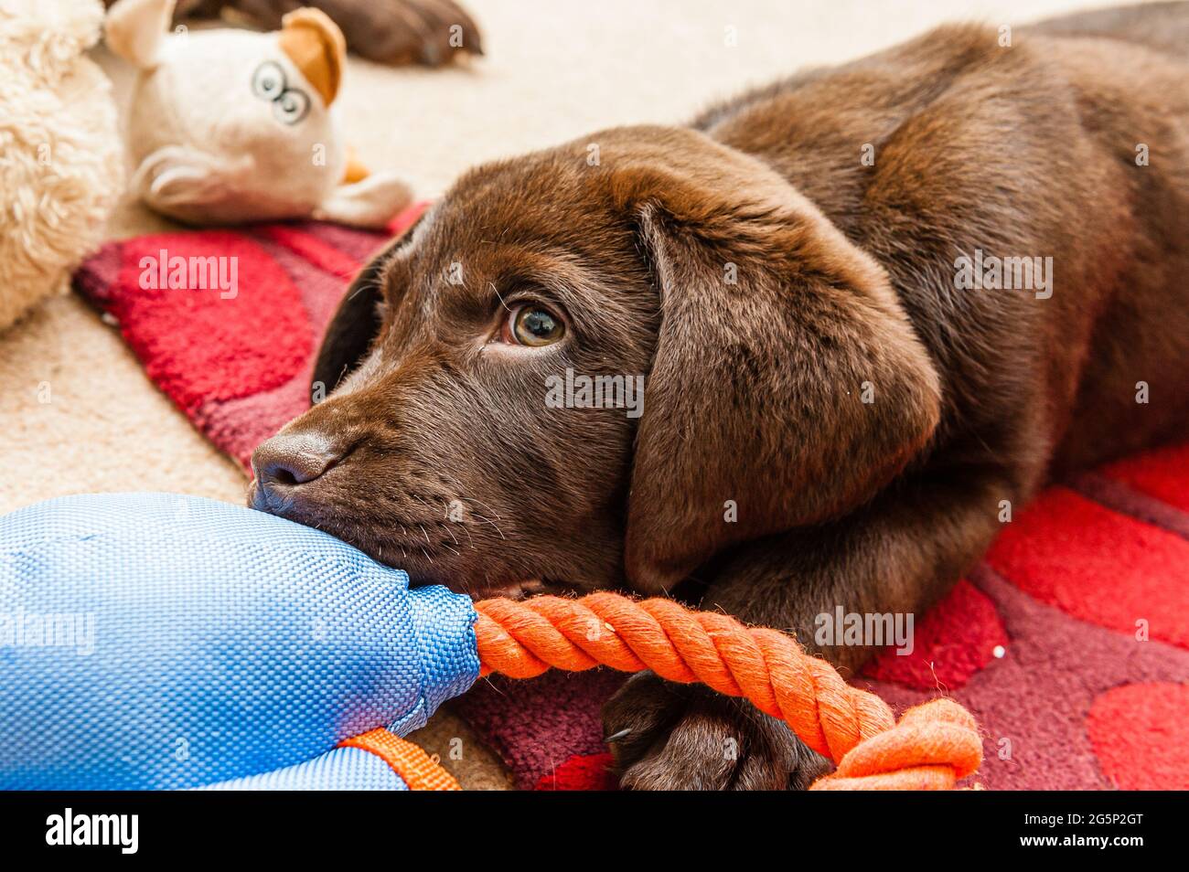 Adult chocolate lab hi-res stock photography and images - Alamy