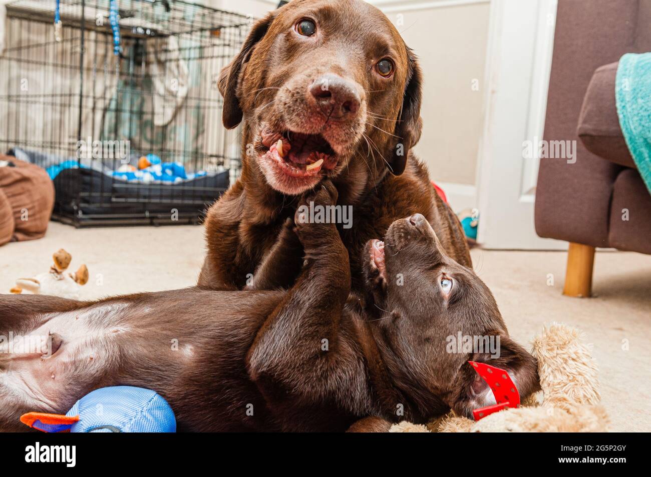 Adult Chocolate Lab High Resolution Stock Photography and Images - Alamy