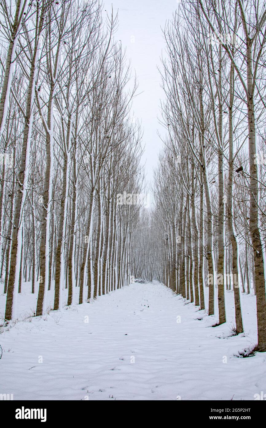 The presence of branched trees full of snows side by side during winter ...