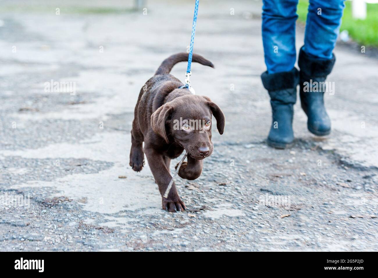 chocolate labrador puppy on a lead walking on a canal towpath Stock ...