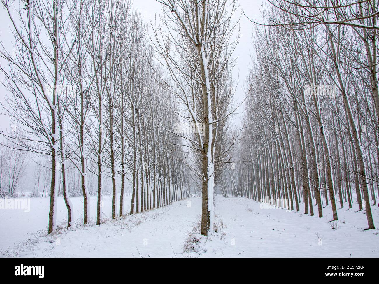 The presence of branched trees full of snows side by side during winter ...