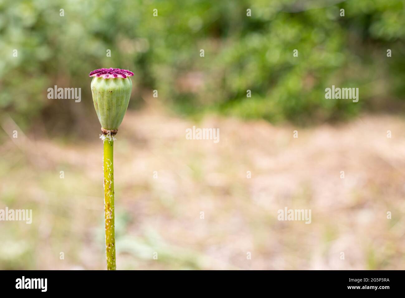 Poppy box without petals in a field in summer Stock Photo - Alamy