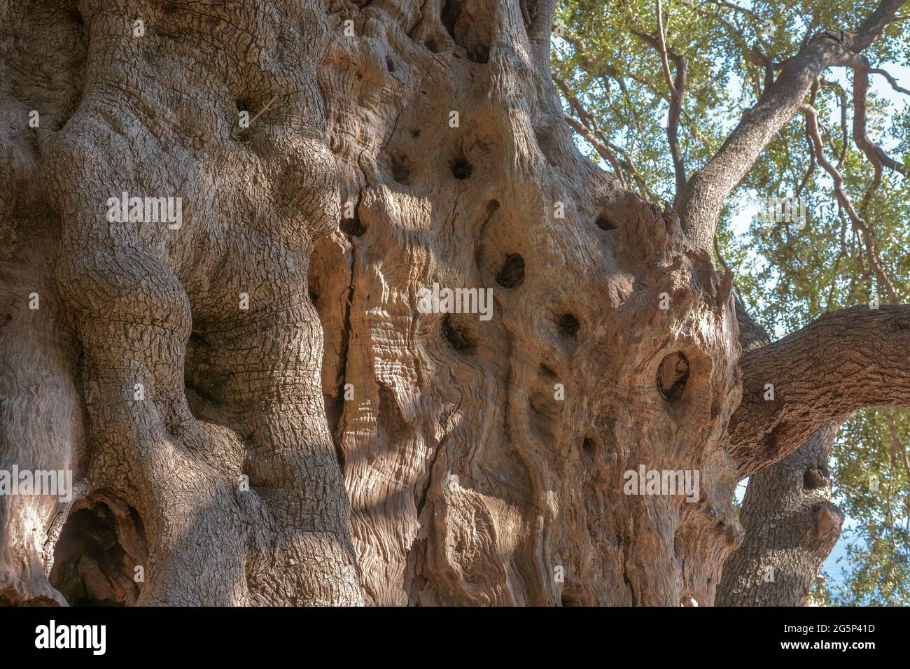 Millennial olive tree from Roquebrune-Cap-Martin. France, Europe Stock ...