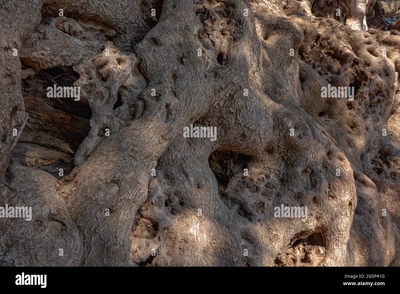 Millennial olive tree from Roquebrune-Cap-Martin. France, Europe Stock ...