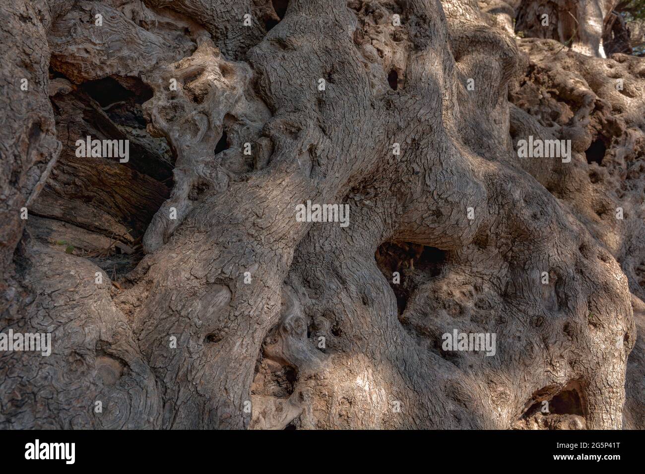 Millennial olive tree from Roquebrune-Cap-Martin. France, Europe Stock ...