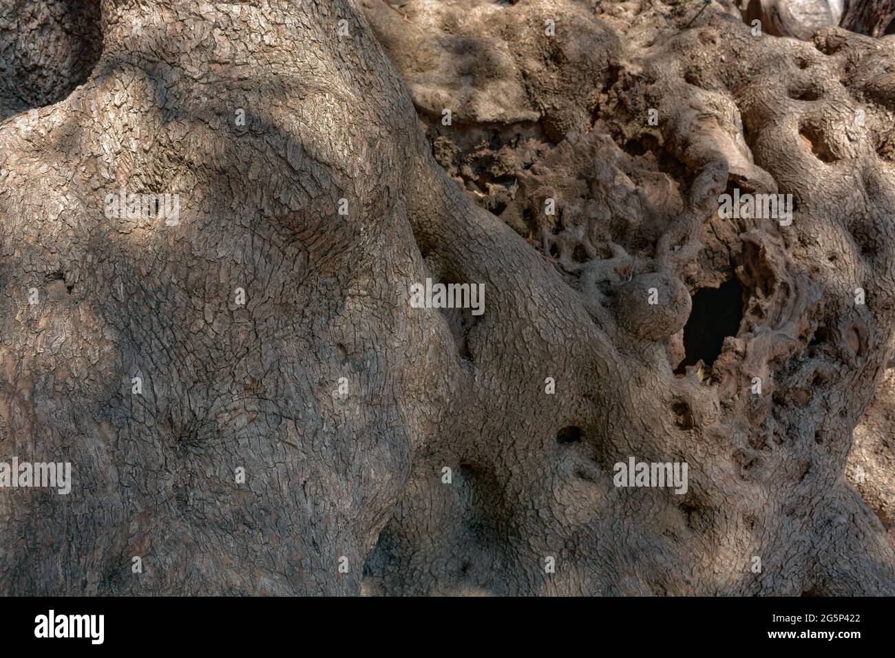 Roquebrune cap martin olive tree hi-res stock photography and images ...