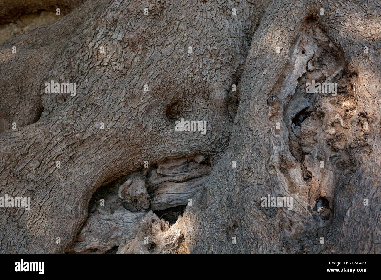 Millennial olive tree from Roquebrune-Cap-Martin. France, Europe Stock ...