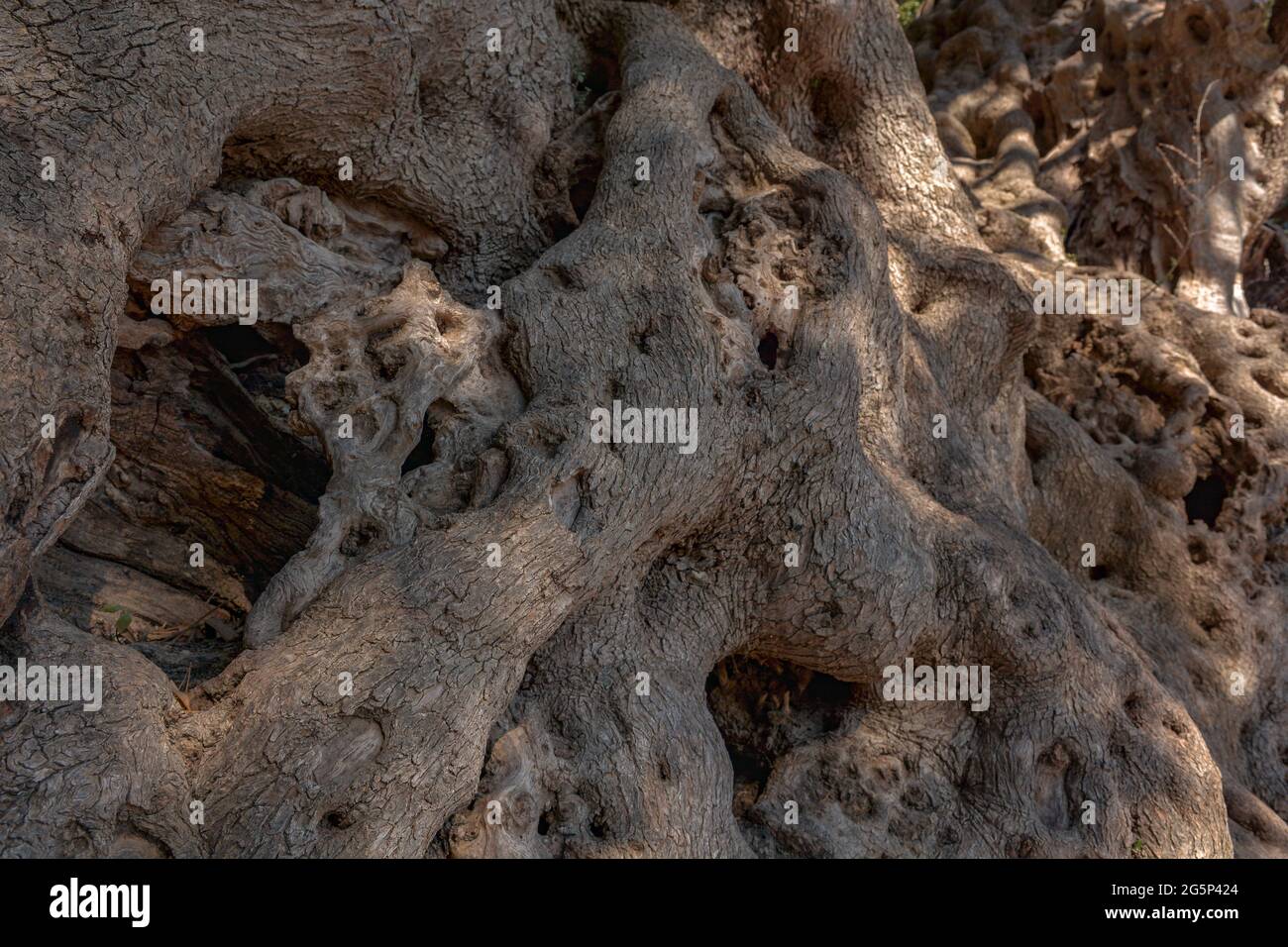 Millennial olive tree from Roquebrune-Cap-Martin. France, Europe Stock ...