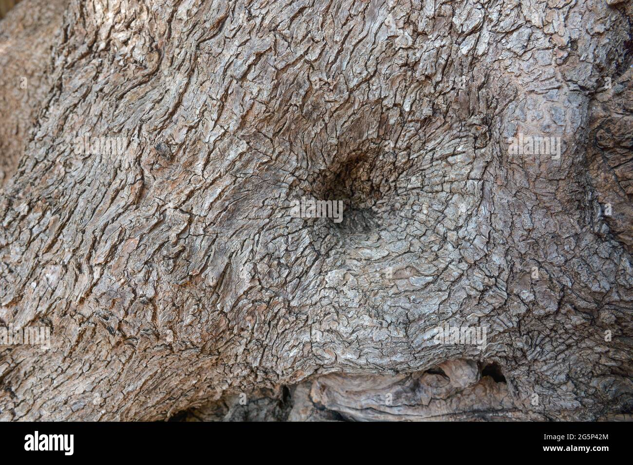 Roquebrune cap martin olive tree hi-res stock photography and images ...