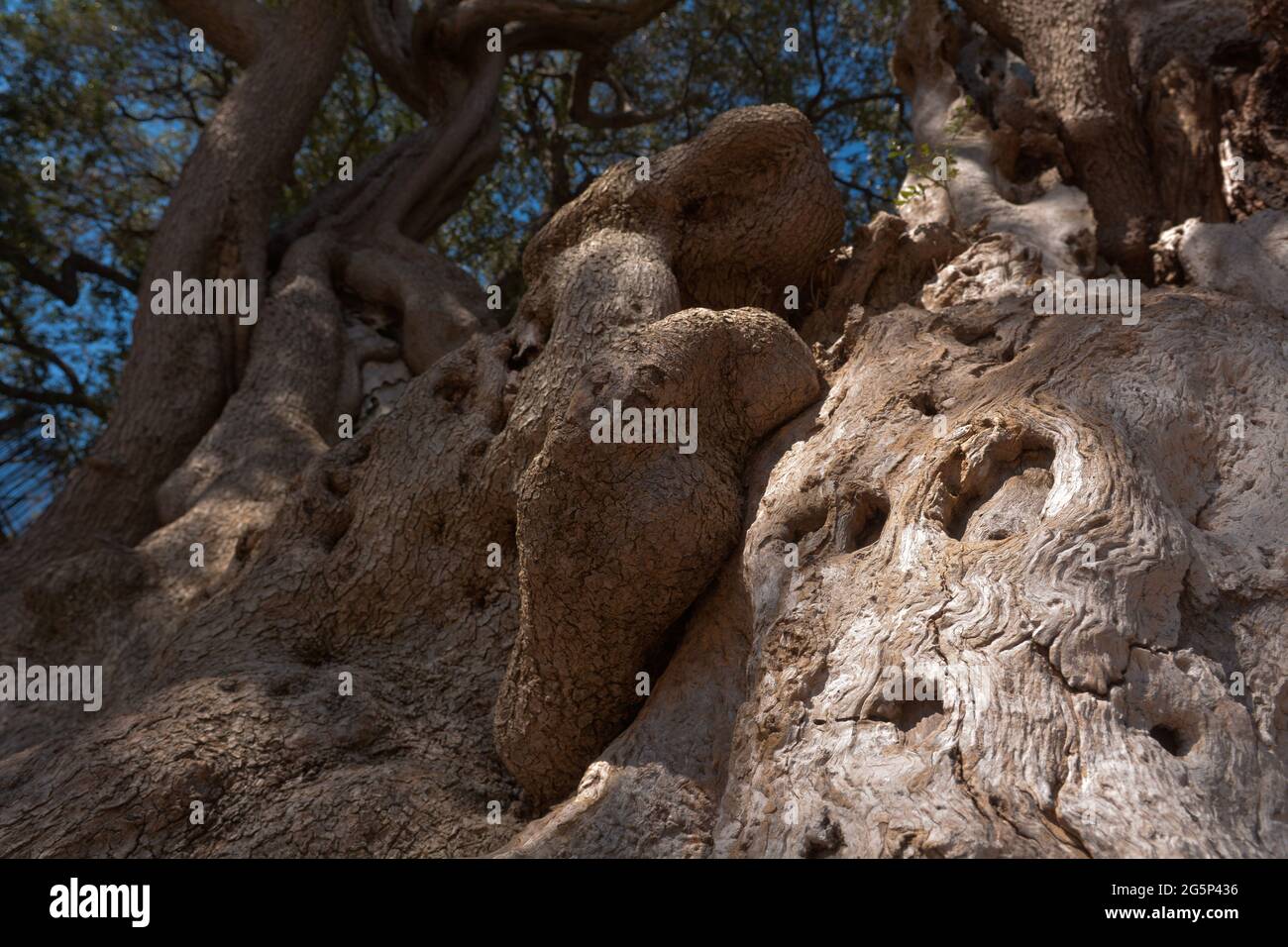 Millennial olive tree from Roquebrune-Cap-Martin. France, Europe Stock ...