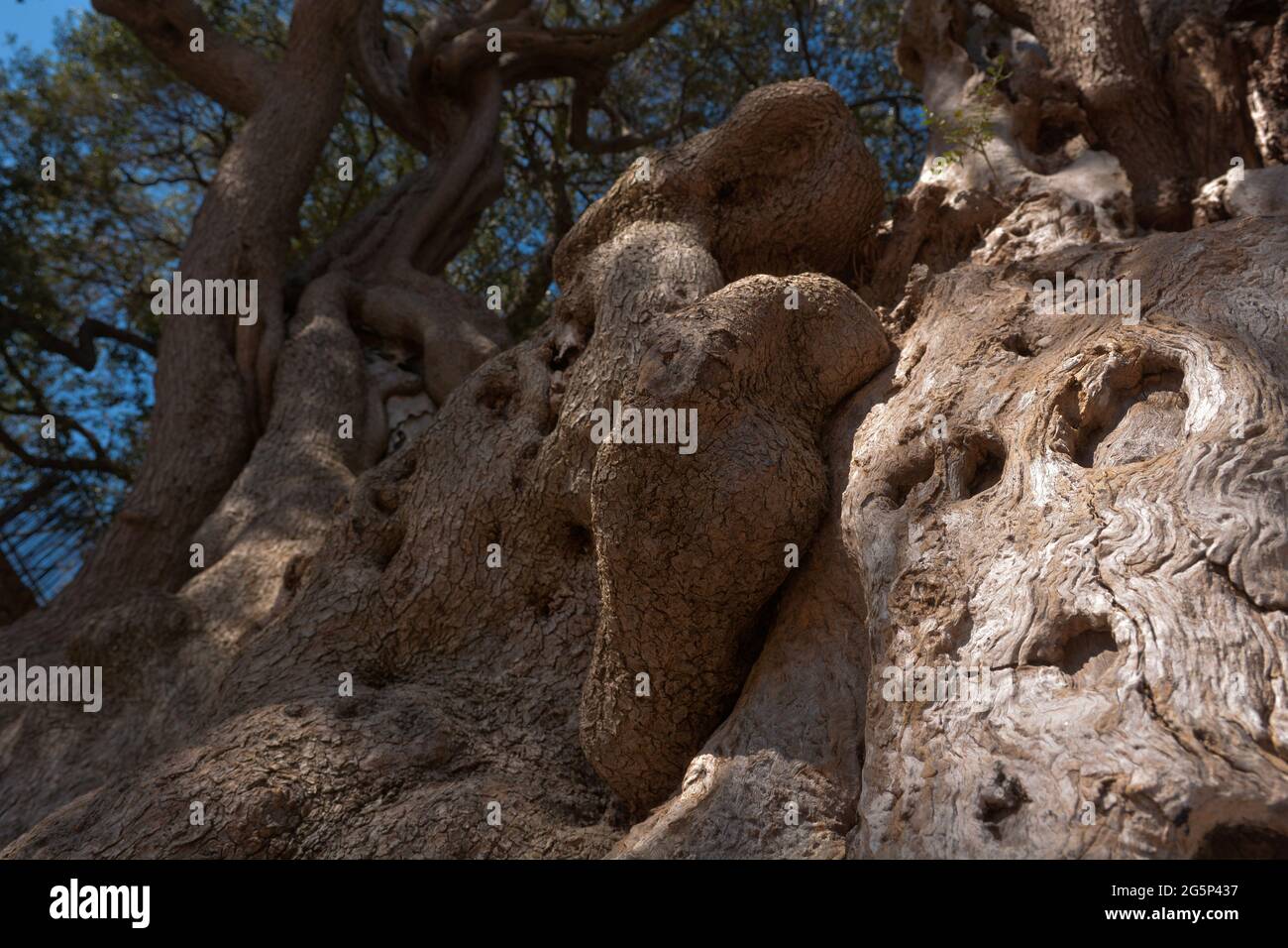 Roquebrune cap martin olive hi-res stock photography and images - Alamy
