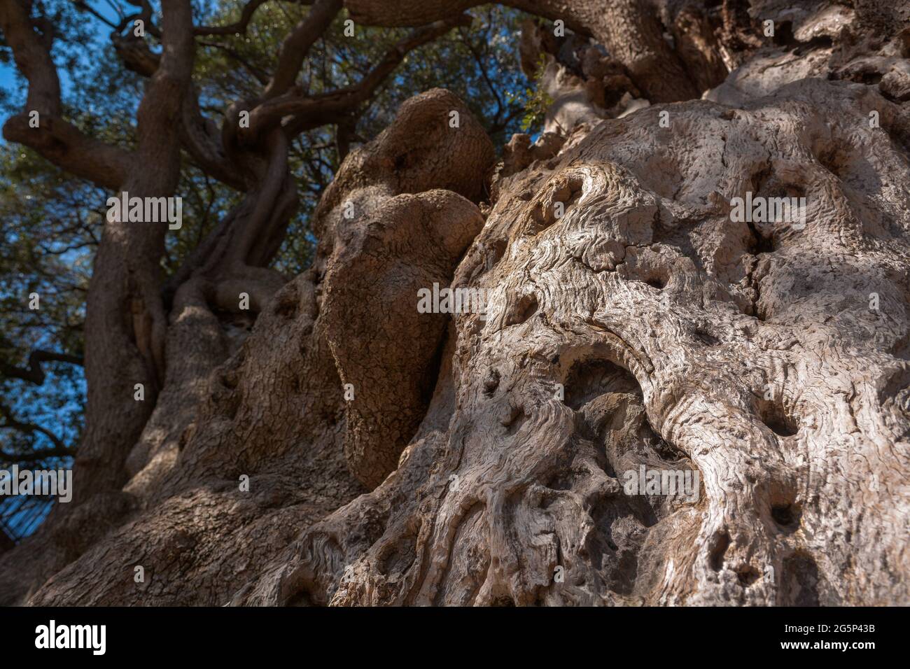 Roquebrune cap martin olive tree hi-res stock photography and images ...