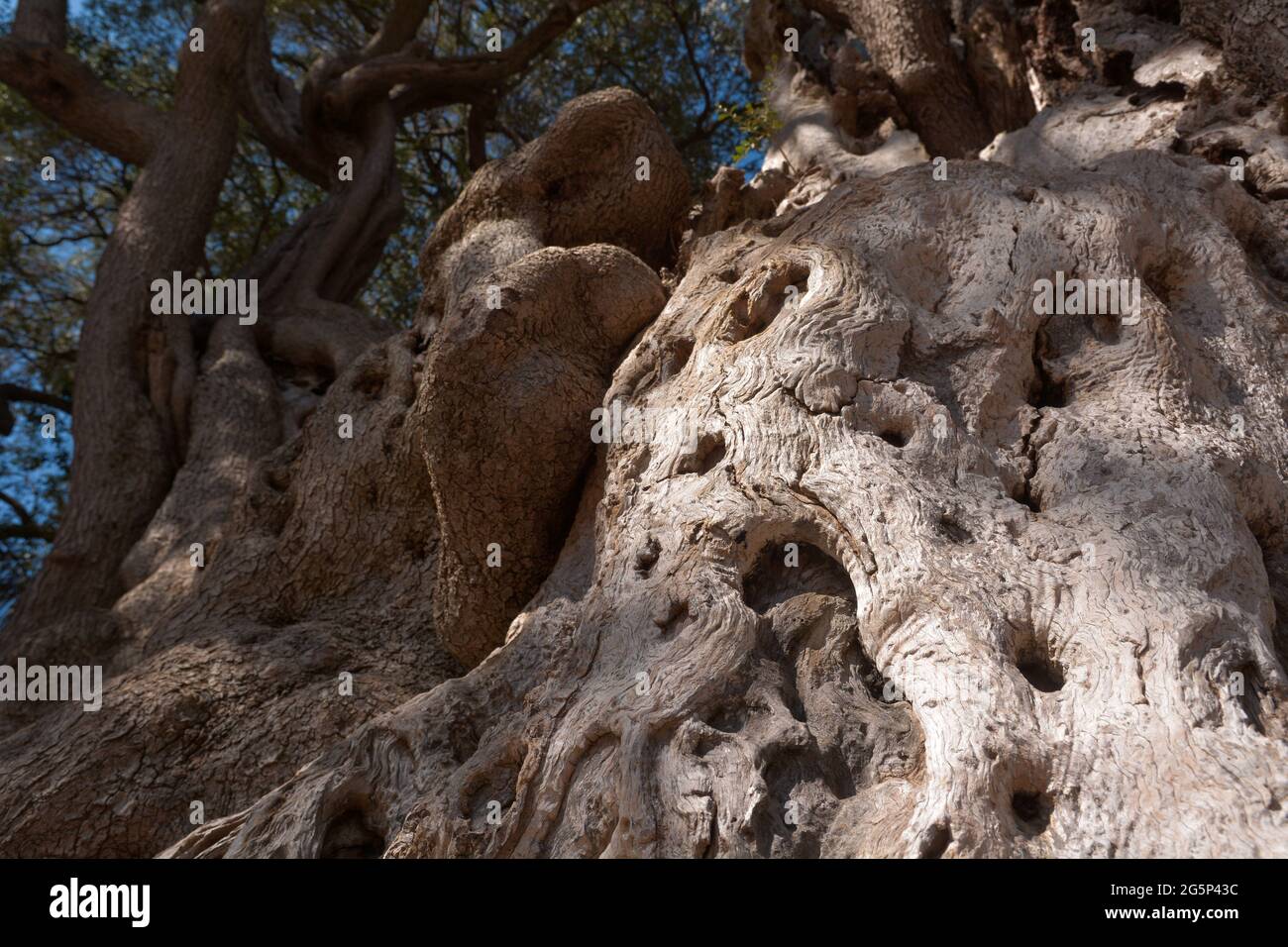 Millennial olive tree from Roquebrune-Cap-Martin. France, Europe Stock ...