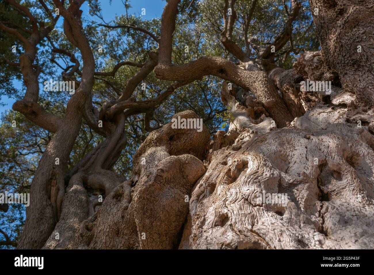 Millennial olive tree from Roquebrune-Cap-Martin. France, Europe Stock ...