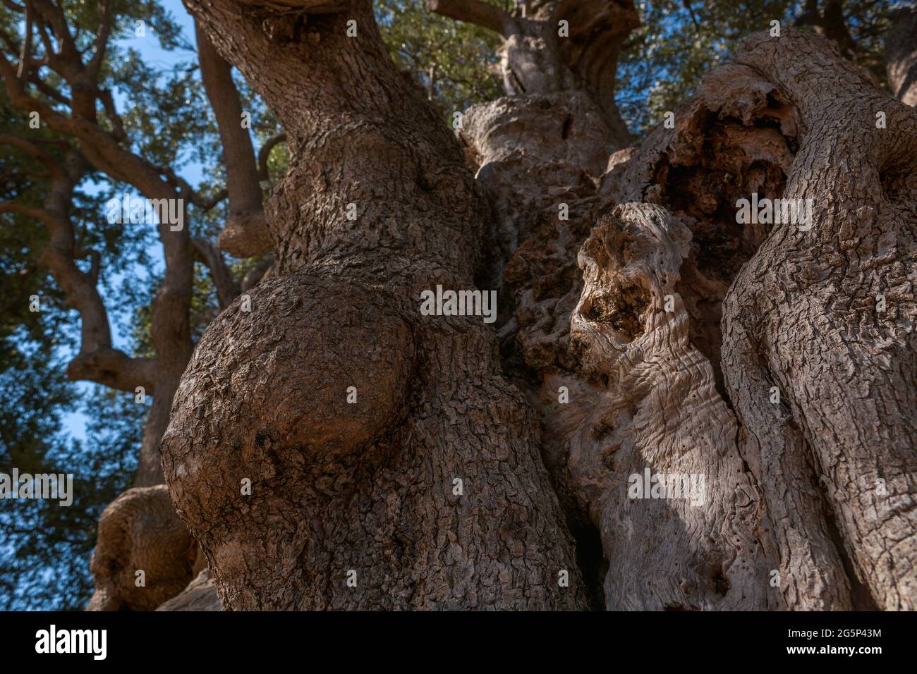 Millennial olive tree from Roquebrune-Cap-Martin. France, Europe Stock ...