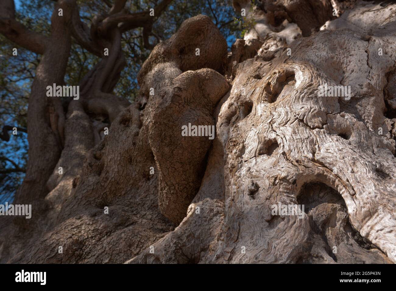Roquebrune cap martin olive hi-res stock photography and images - Alamy
