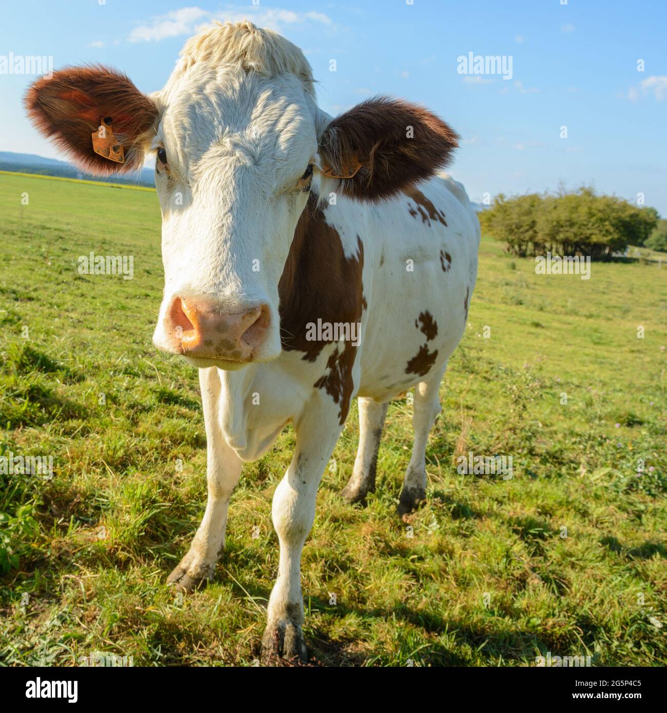 Doubs france animal hi-res stock photography and images - Alamy