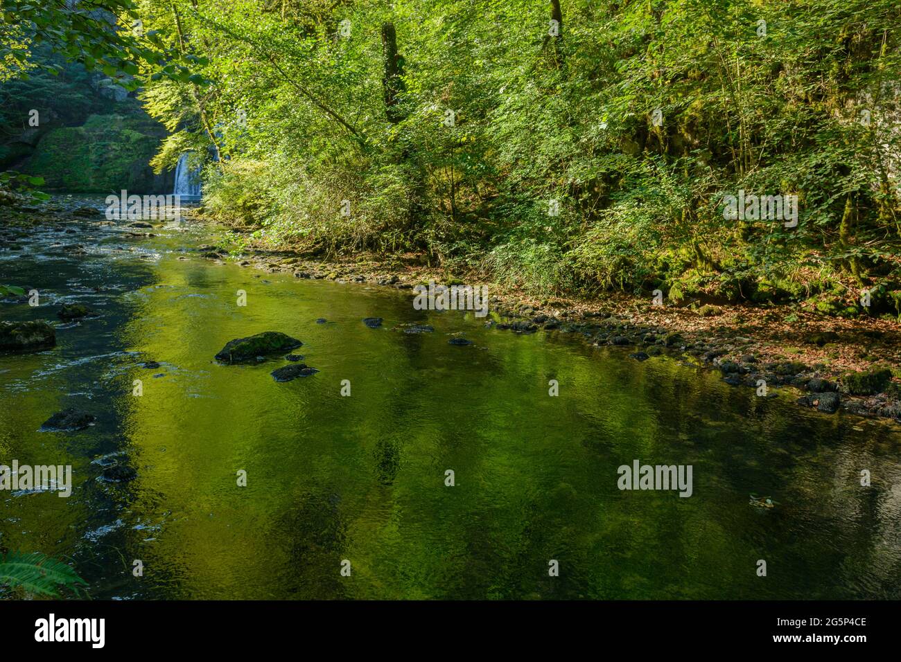 Green reflections in the clear water of a river. France Stock Photo - Alamy