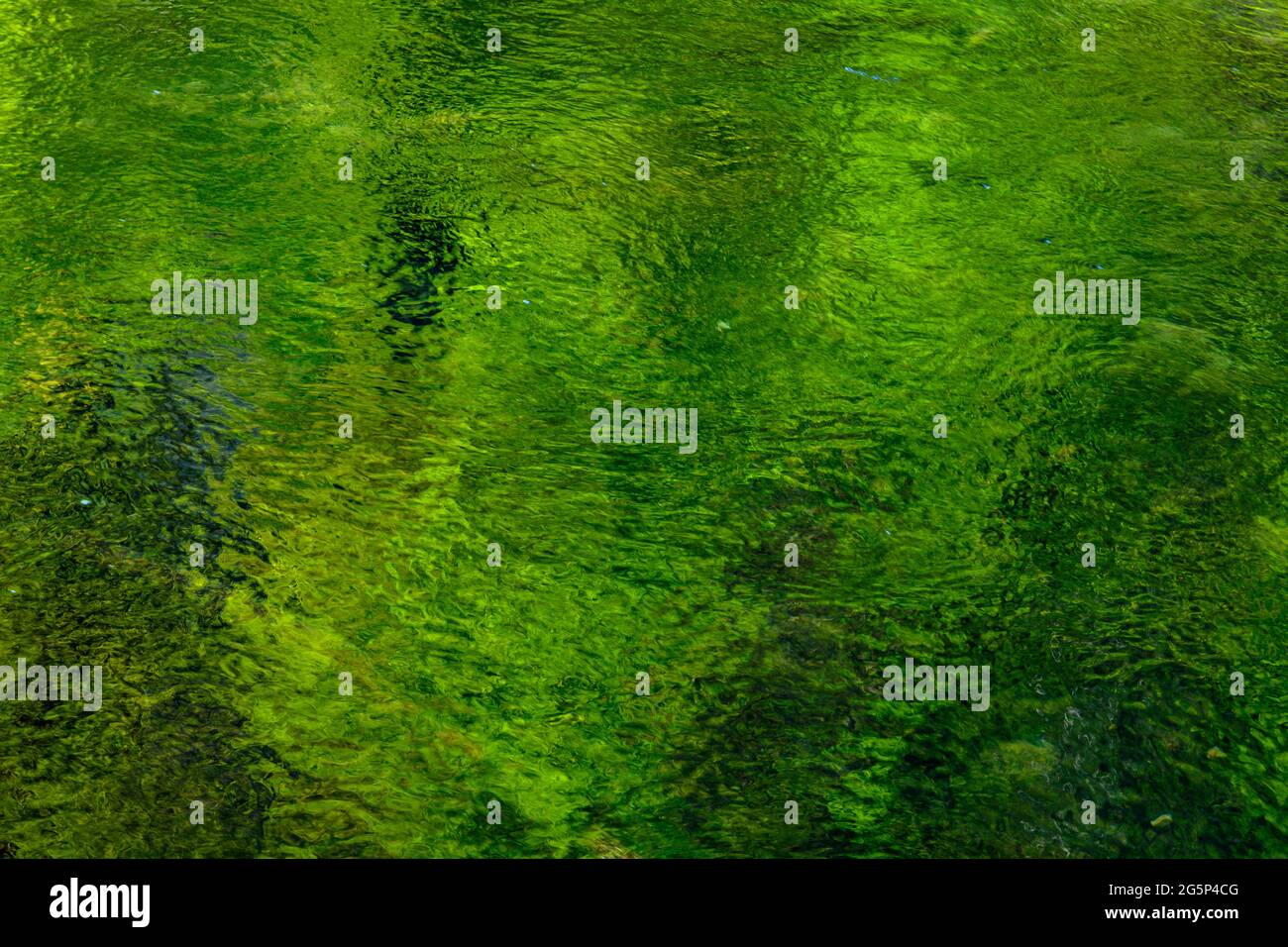 Reflections forest water surface ecology hi-res stock photography and ...