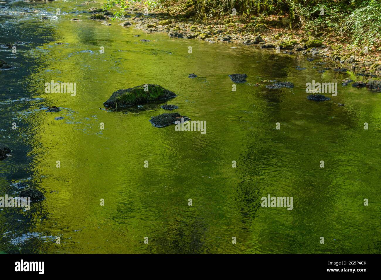 Reflections forest water surface ecology hi-res stock photography and ...