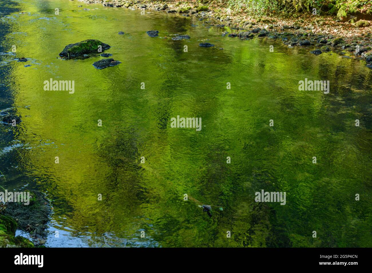 Green reflections in the clear water of a river. France Stock Photo - Alamy