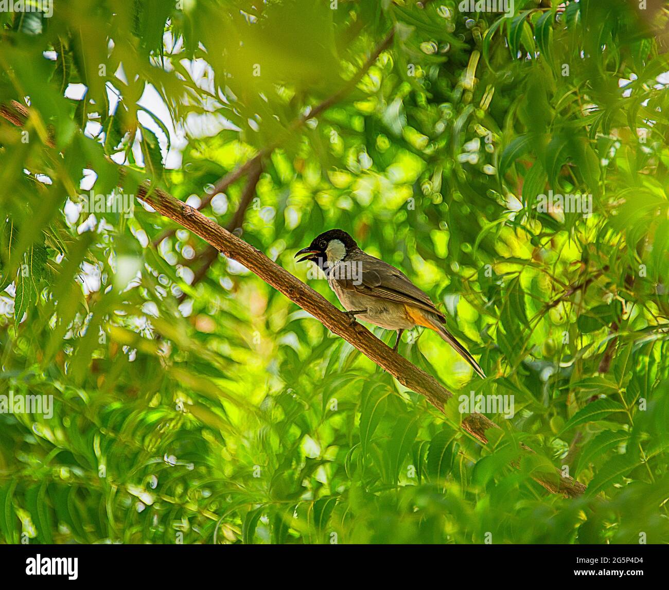 Common bird of pakistan hi-res stock photography and images - Alamy