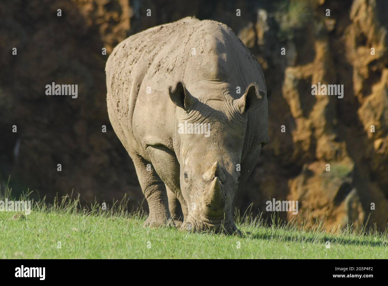 Rhino walking and eating fresh grass Stock Photo - Alamy