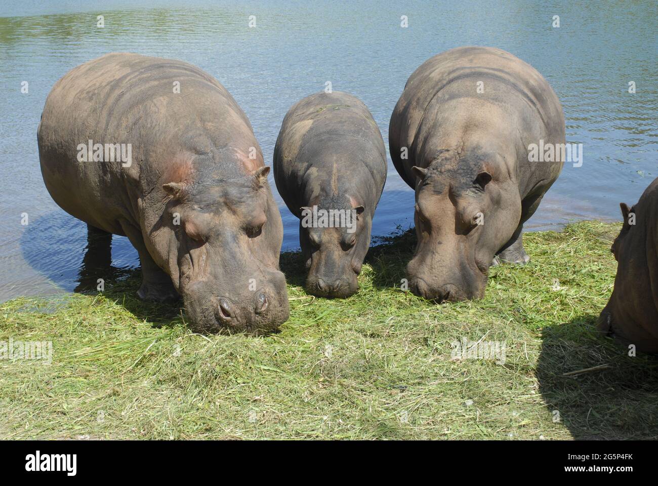 three hippos one is a baby Stock Photo - Alamy