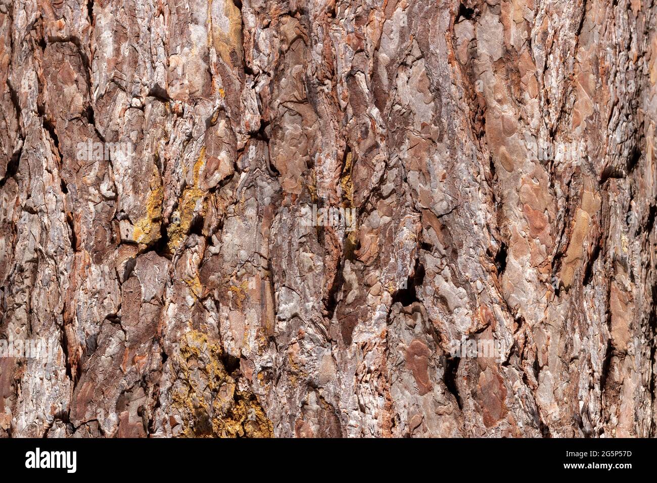 Big tree bark texture background Stock Photo - Alamy