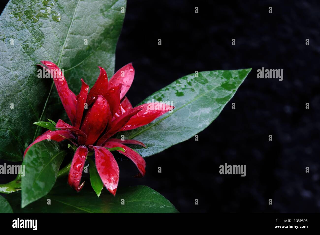 Beautiful Calycanthus Floridus flower in a garden Stock Photo - Alamy