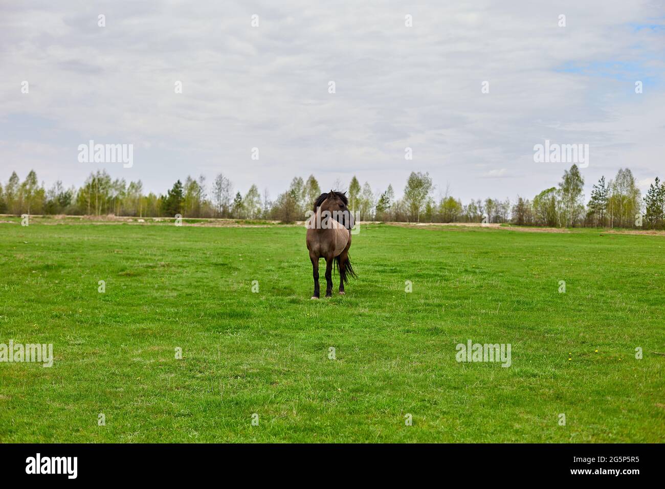 Tan Color Horse High Resolution Stock Photography and Images - Alamy