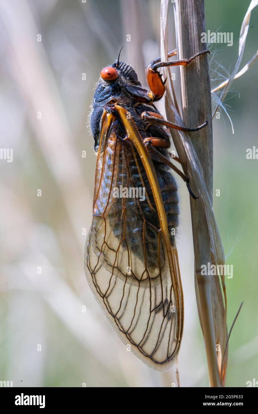 Macro shot of a big fly Stock Photo - Alamy