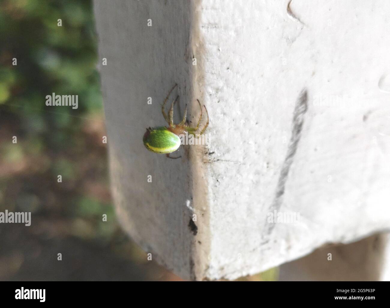 Watermelon spider hi-res stock photography and images - Alamy