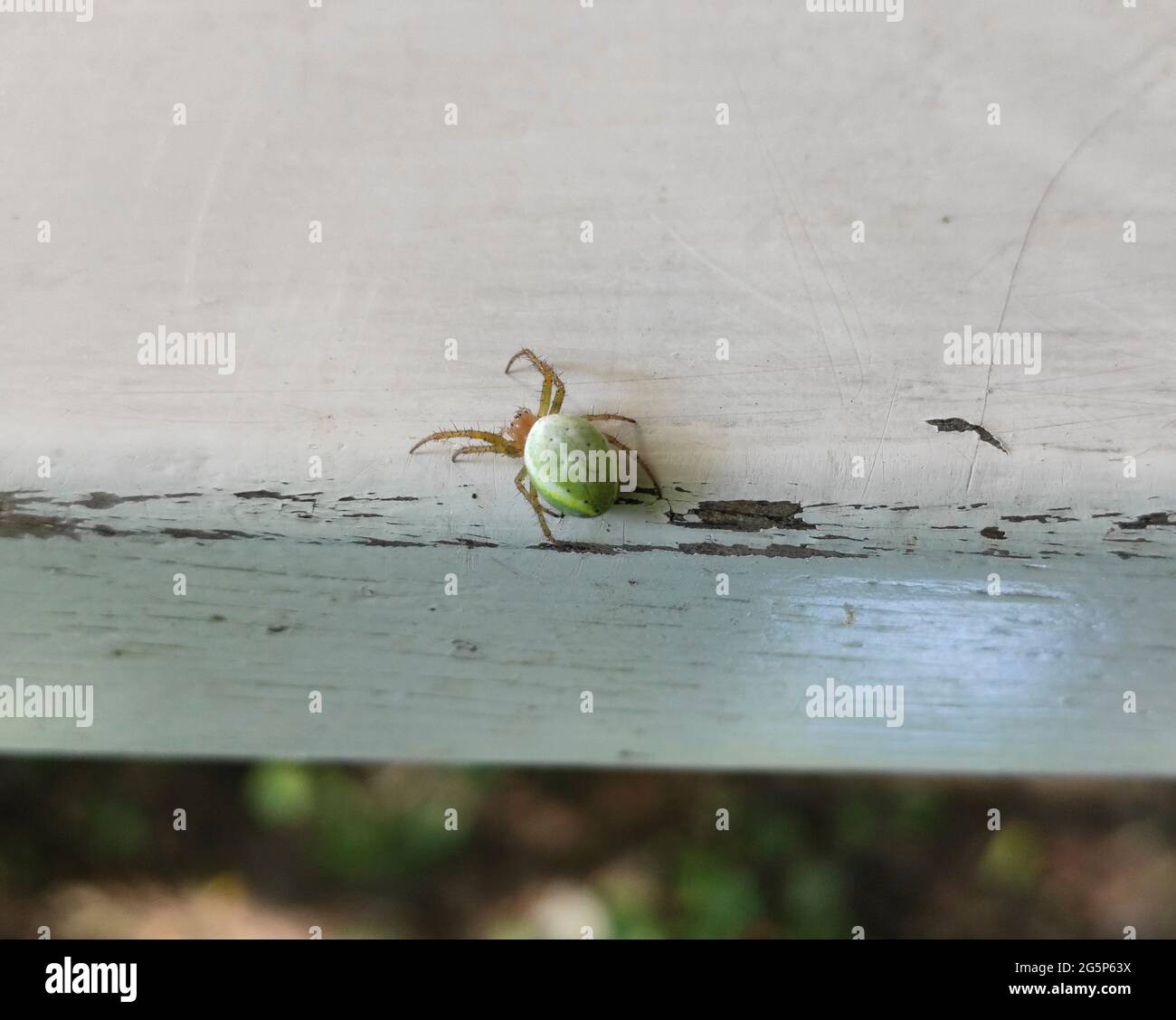 Watermelon spider hi-res stock photography and images - Alamy