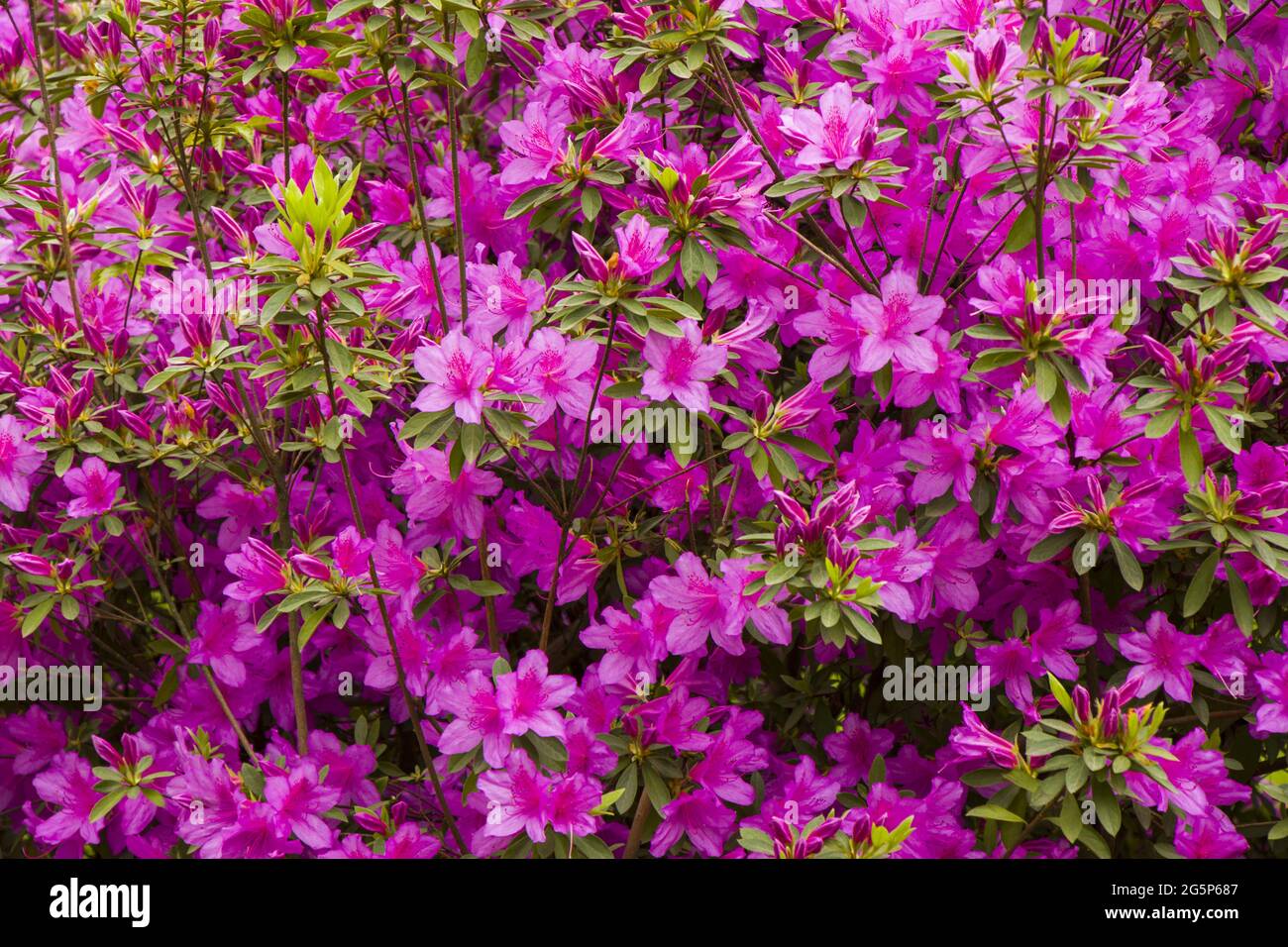 Beautiful view of blooming pink and purple Azalea flowers in a garden ...